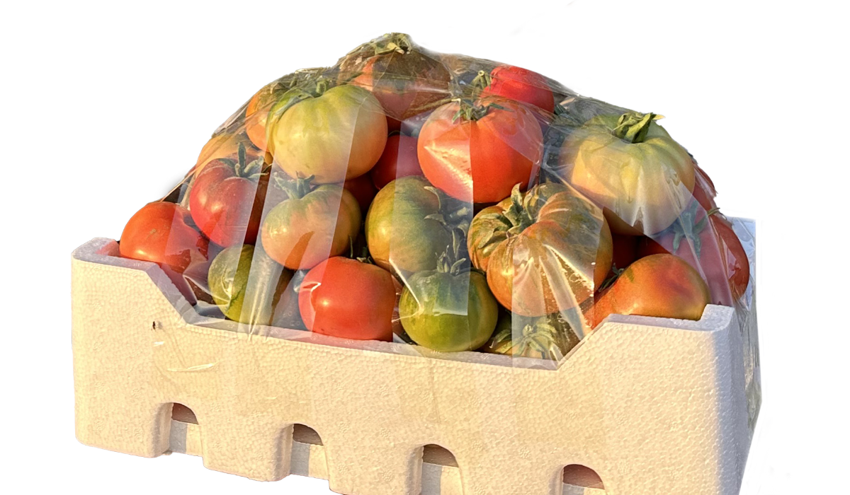 Ramsi Tomatoes: Qatif Celebrates Major Product on Saudi Tables - lucire